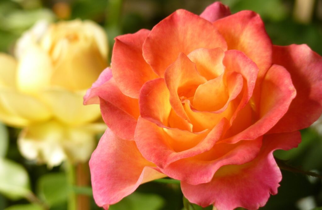 Resources – Alpha of Clovia Alumni Association